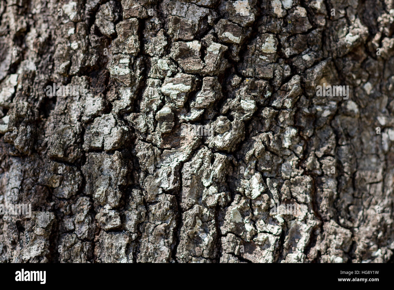 Tree bark background Stock Photo - Alamy