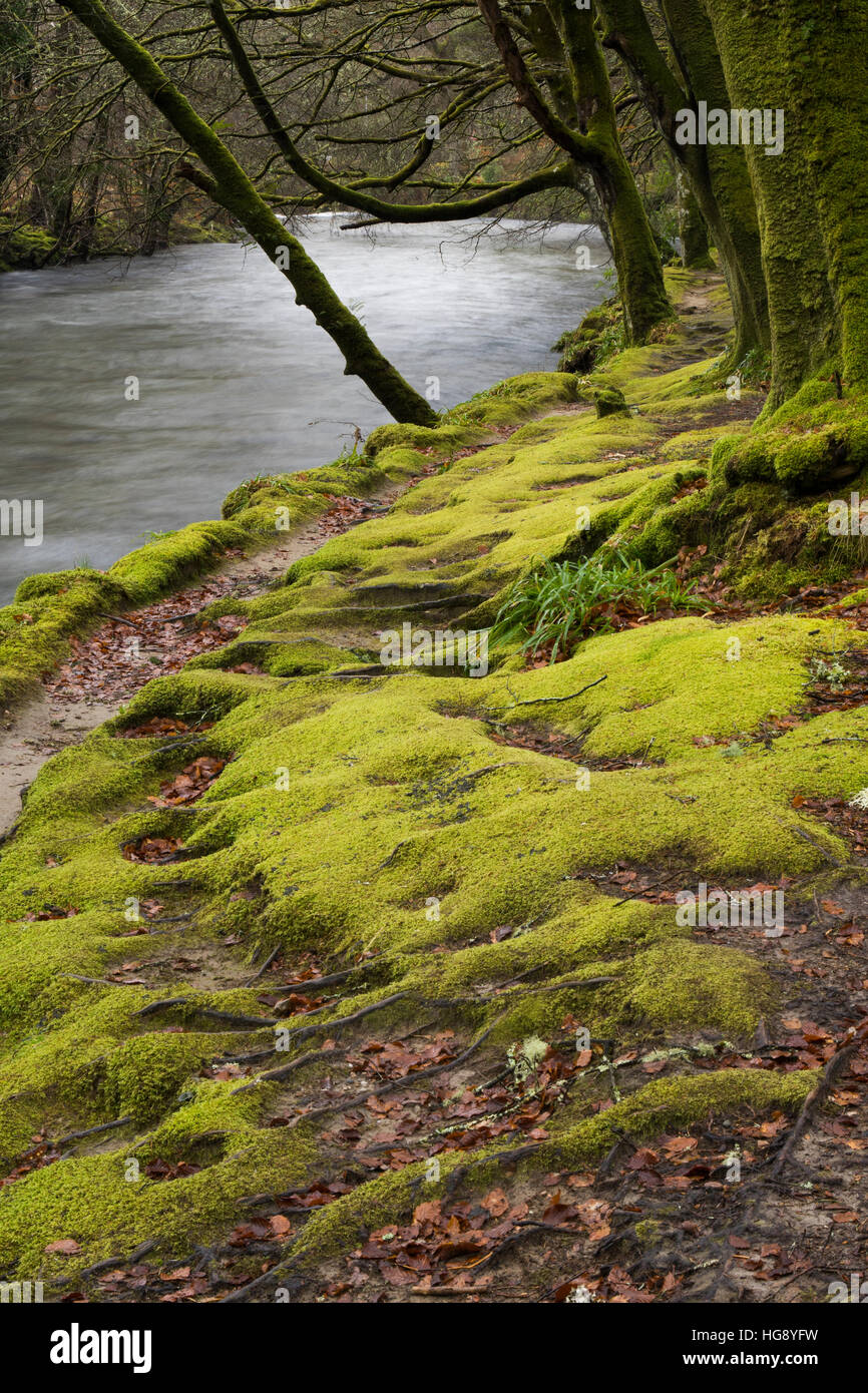 Moss covered woodland floor beside the River Coe, Glencoe, Village ...