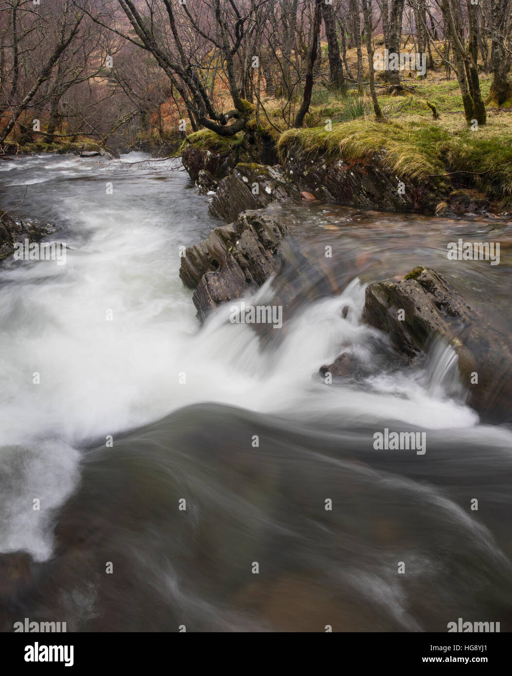 A woodland stream in Birch Forest above Kinlochleven, Lochaber ...