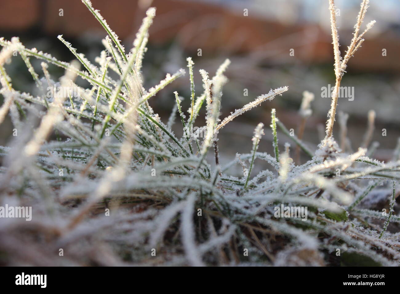 Frozen grass hi-res stock photography and images - Alamy