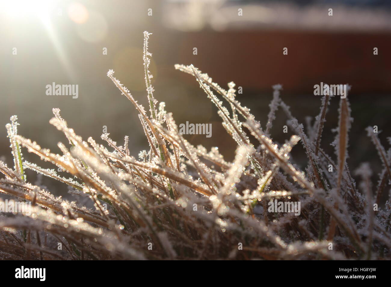 Frozen grass hi-res stock photography and images - Alamy