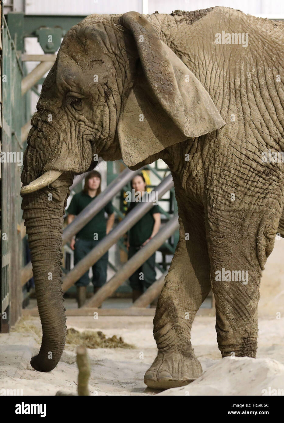 Scotland's only elephant Mondula in her enclosure at Blair Drummond ...
