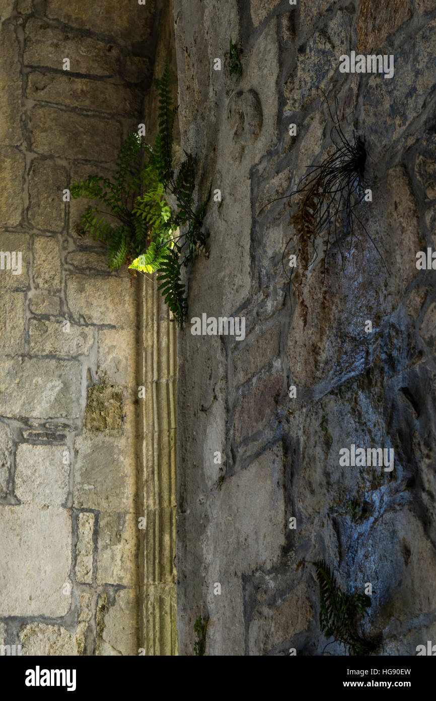 Fern growing inside Iona Abbey, Iona, Scotland, UK Stock Photo - Alamy