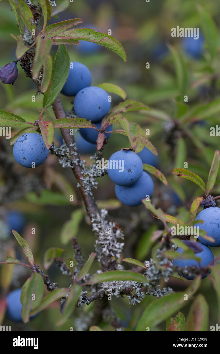Gewöhnliche Schlehe, Schwarzdorn, Früchte, Beeren, Prunus spinosa ...