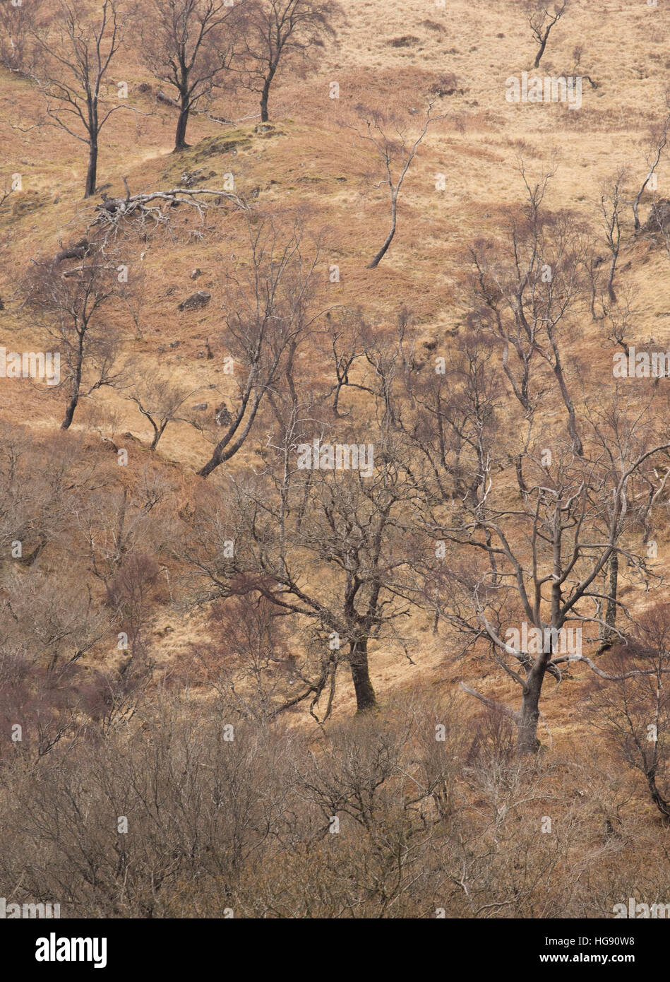 Woodland on the Isle of Mull beside Loch Spelve, Scotland, UK Stock ...
