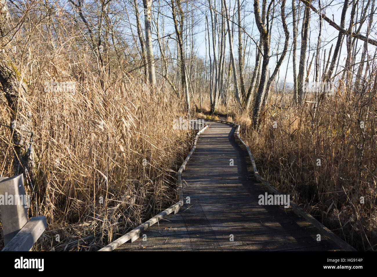 Raised Woodland Track High Resolution Stock Photography and Images - Alamy