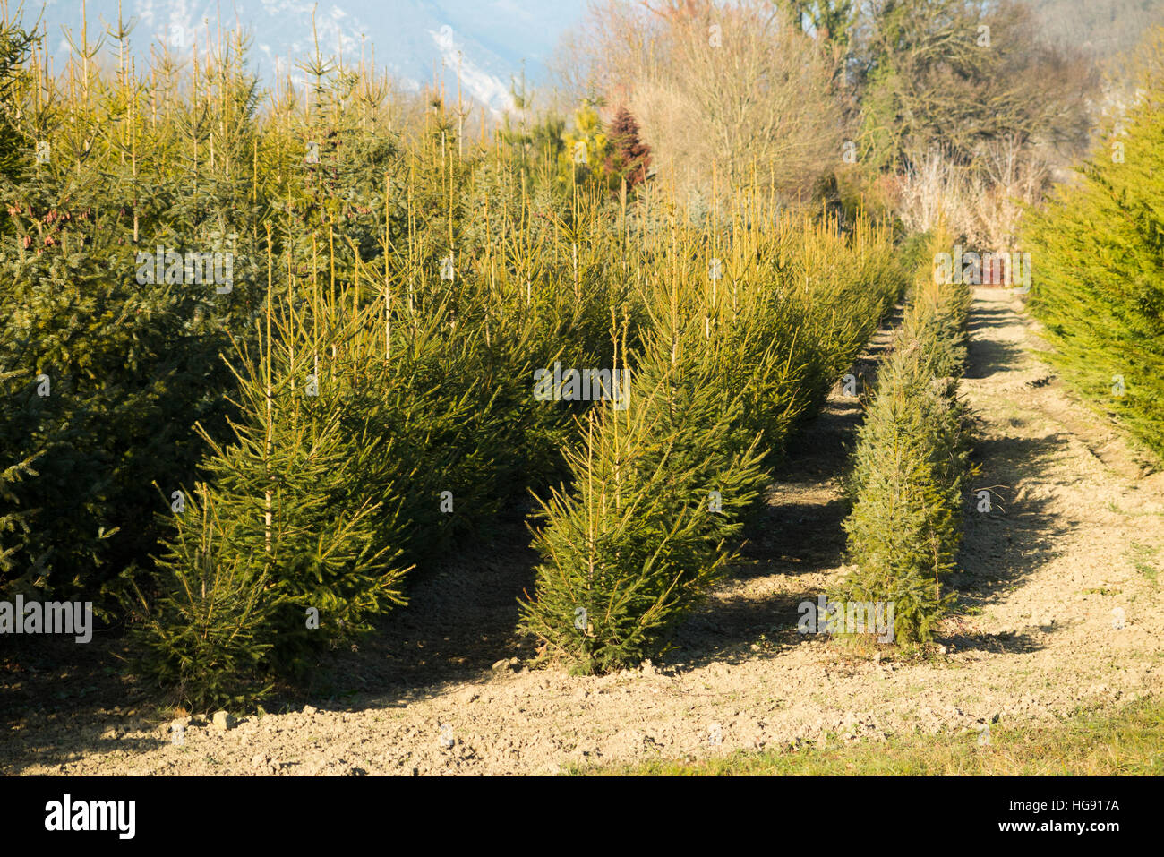 Grow a Christmas tree trees growing / Xmas trees being grown ...