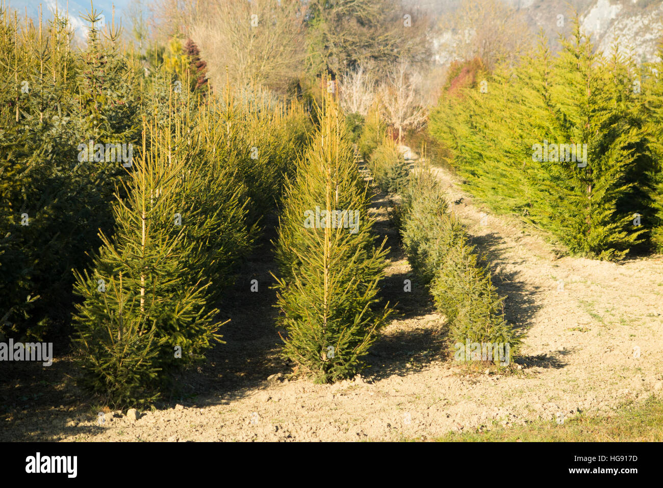 Grow a Christmas tree trees growing / Xmas trees being grown ...