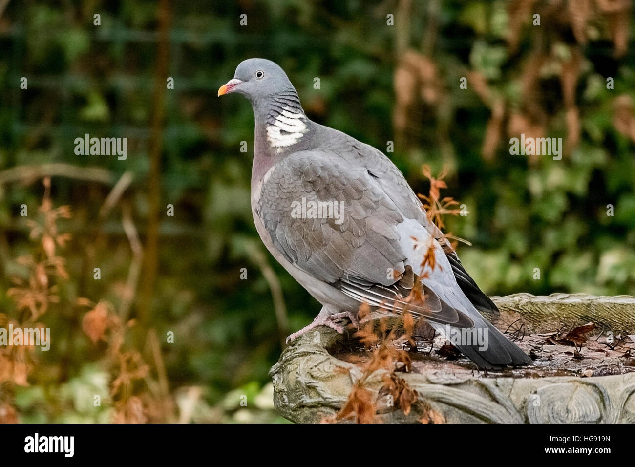 A feral pigeon. Bird Garden Stock Photo - Alamy