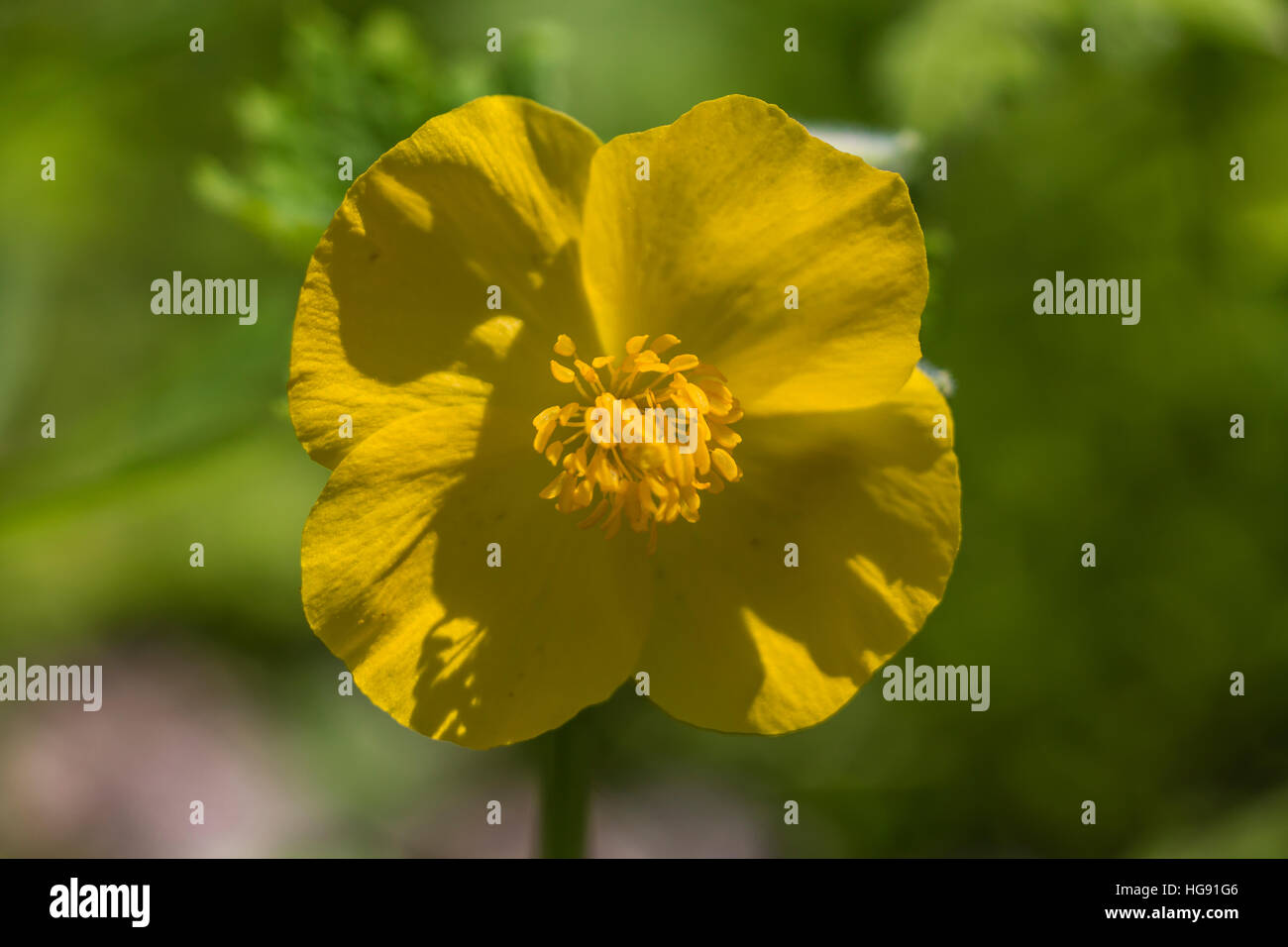 Wood Poppy, Stylophorum diphyllum, aka Celandine Poppy and Poppywort ...