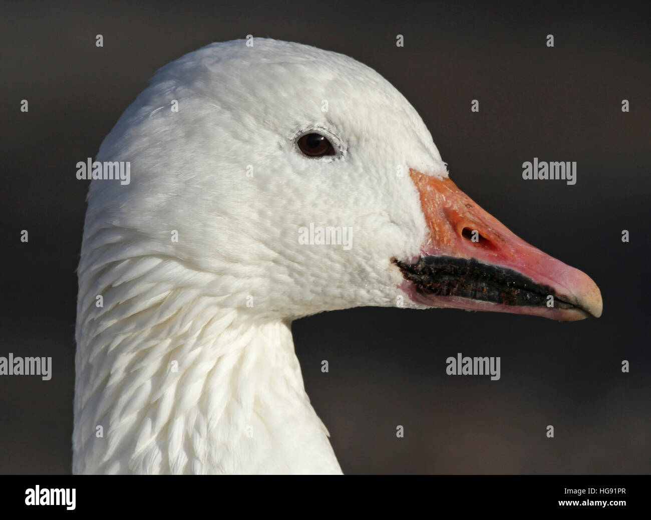 White head goose hi-res stock photography and images - Alamy