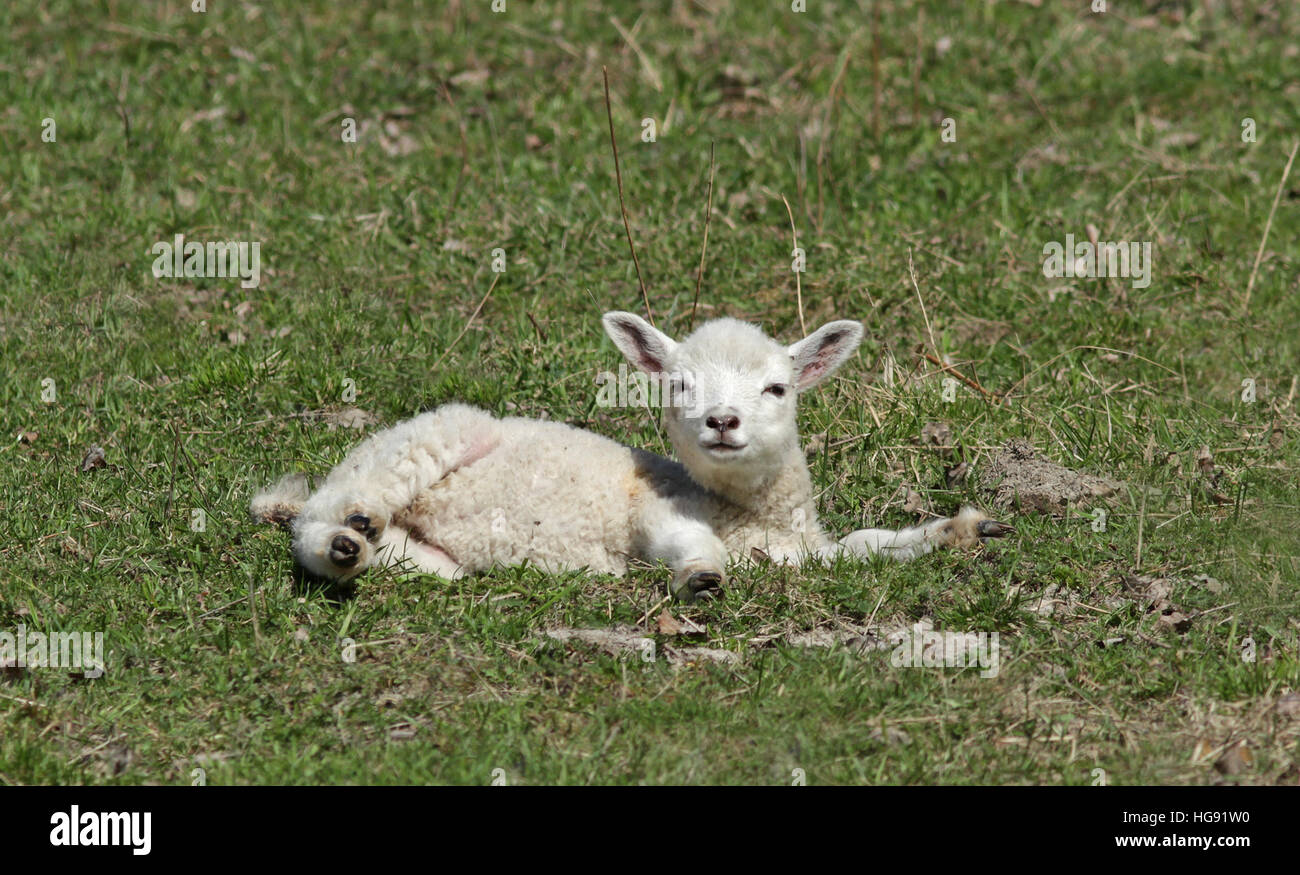 Cute lamb, Lamb lying on grass Stock Photo - Alamy