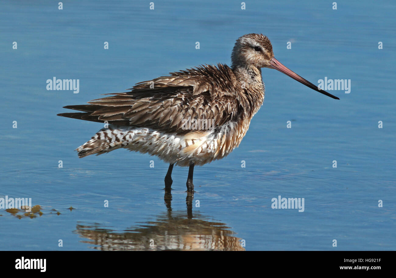 Bar-tailed godwit (Limosa lapponica) standing in water Stock Photo - Alamy
