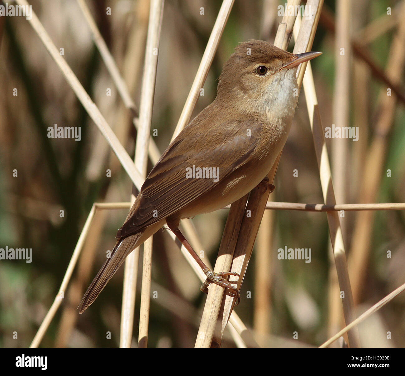 Eurasian reed warbler sitting in reeds, Acrocephalus scirpaceus Stock ...
