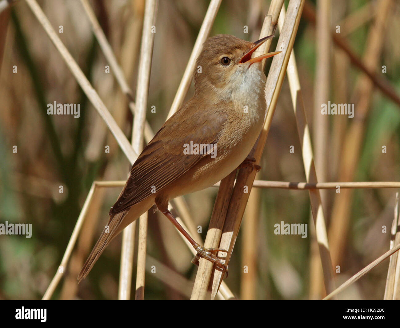 Eurasian reed warbler sitting in reeds, Acrocephalus scirpaceus Stock ...