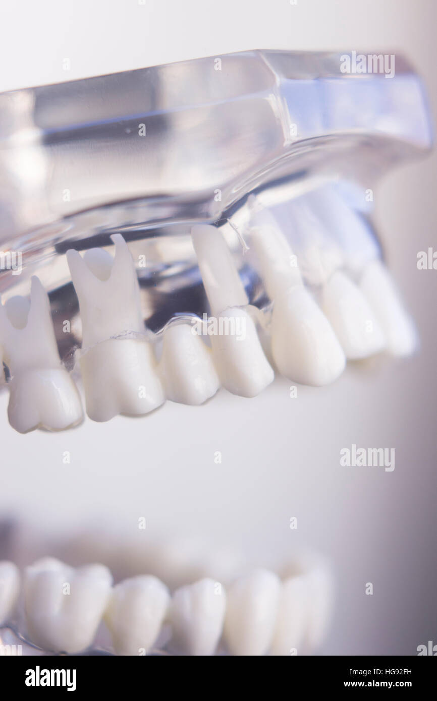 Dentists tooth plastic model used for teaching, learning and patient ...
