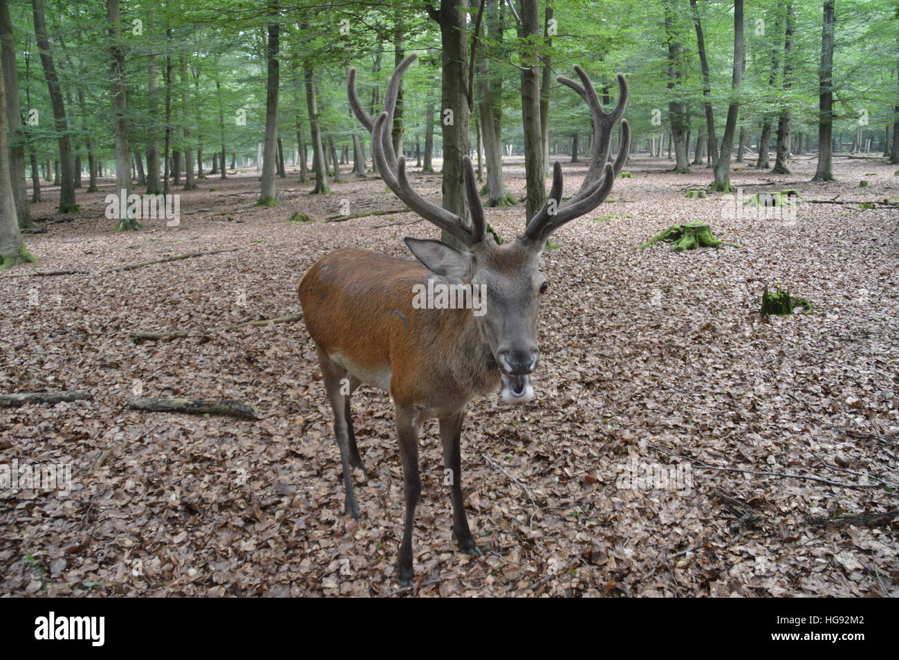 The natural habitat of the red deer is forest hi-res stock photography ...