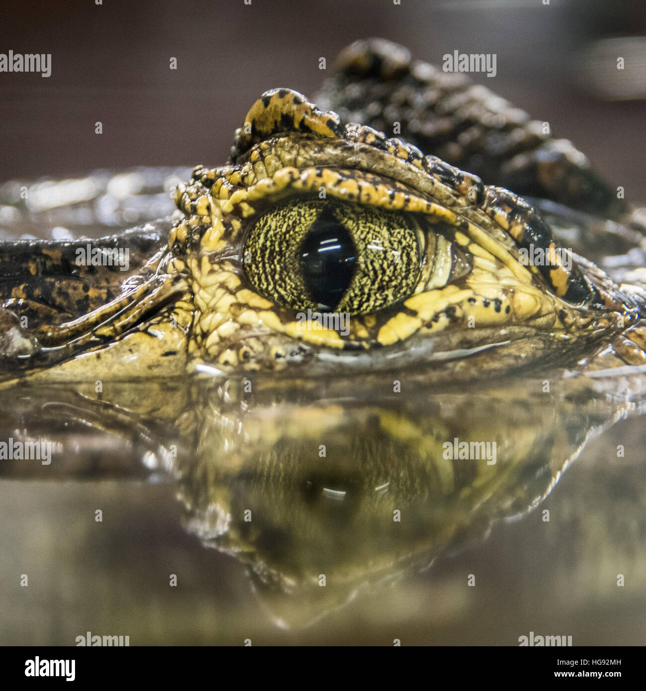 Close-Up of Caiman Stock Photo - Alamy