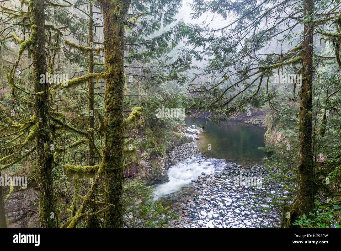 Woods forest capilano river regional park hi-res stock photography and ...