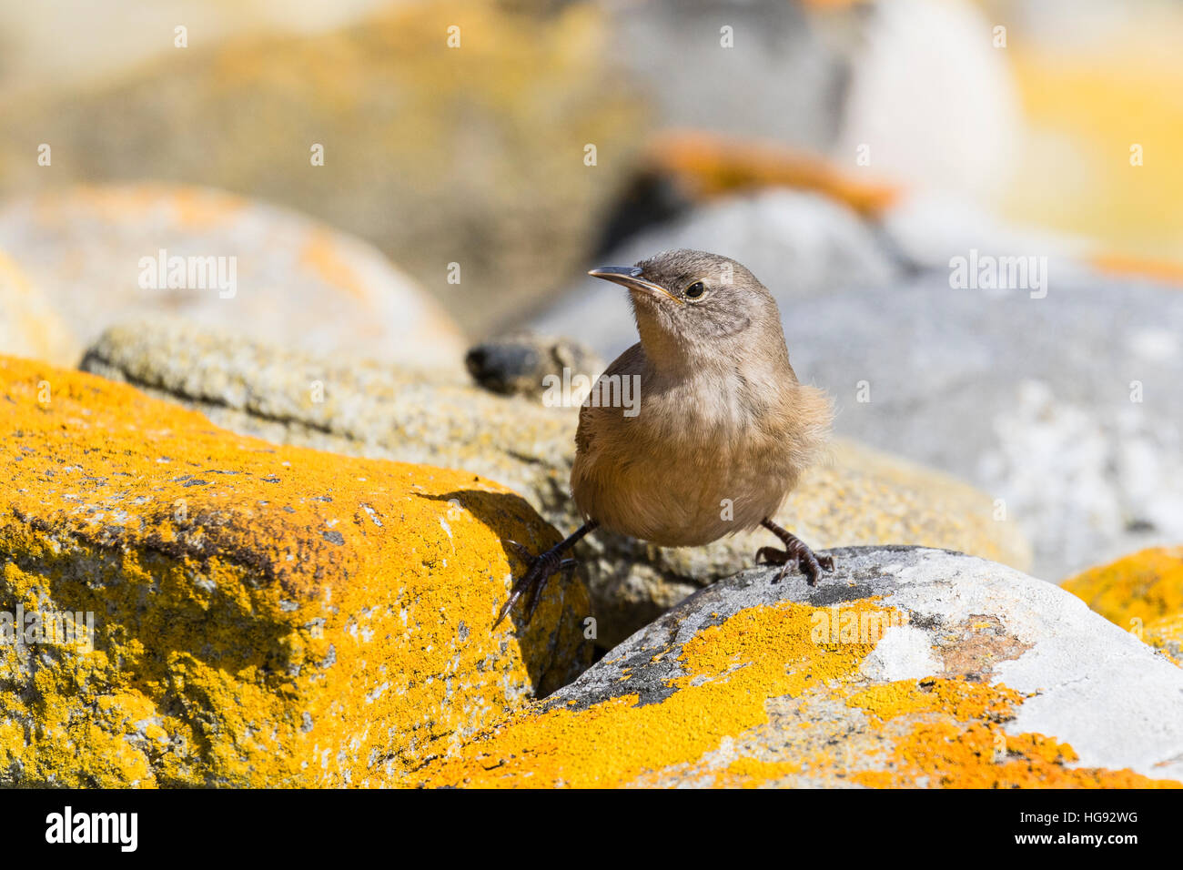 Cobb's wren on Carcass Island in the Falklands Stock Photo - Alamy