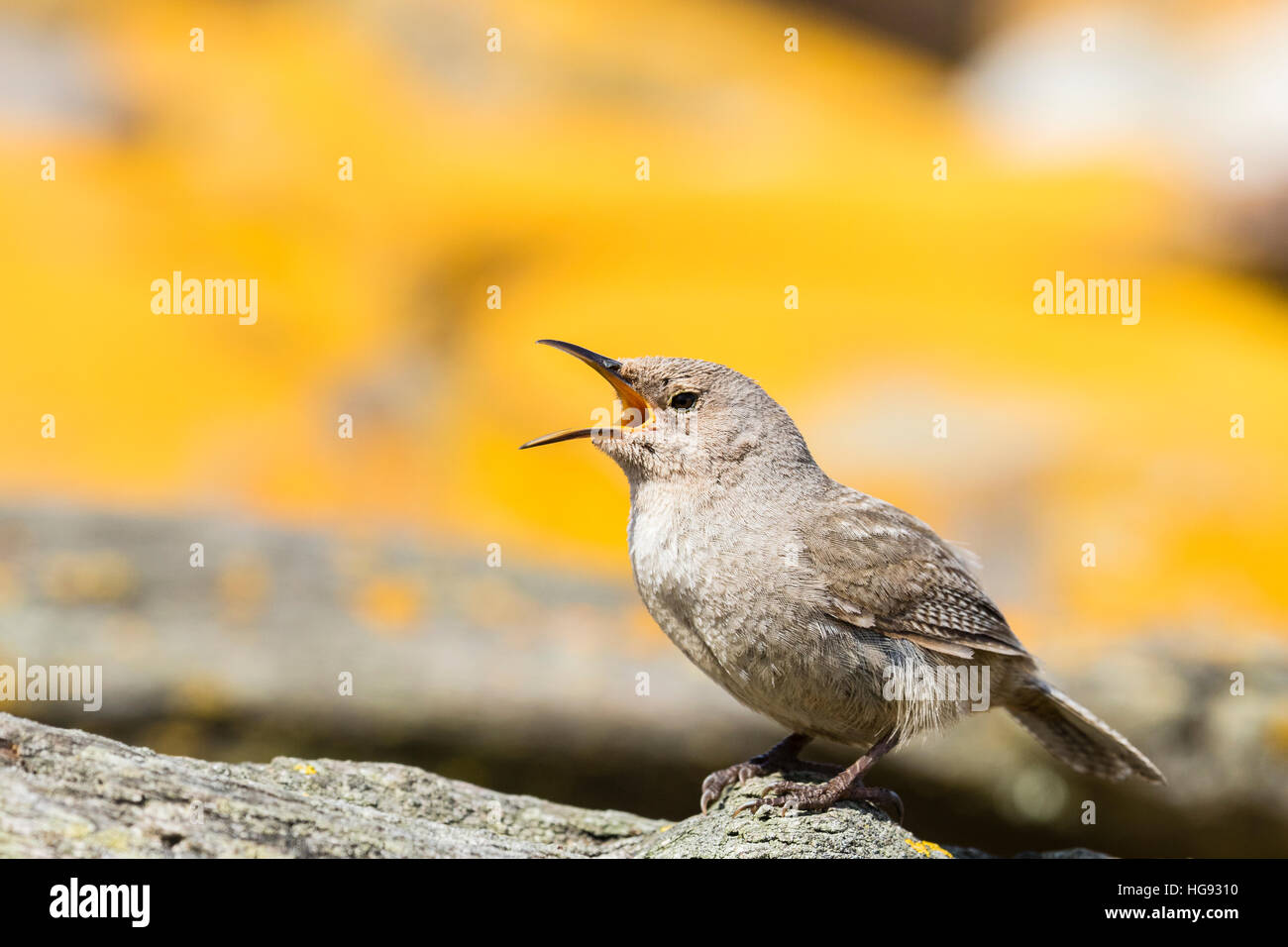 Cobb's wren on Carcass Island in the Falklands Stock Photo - Alamy