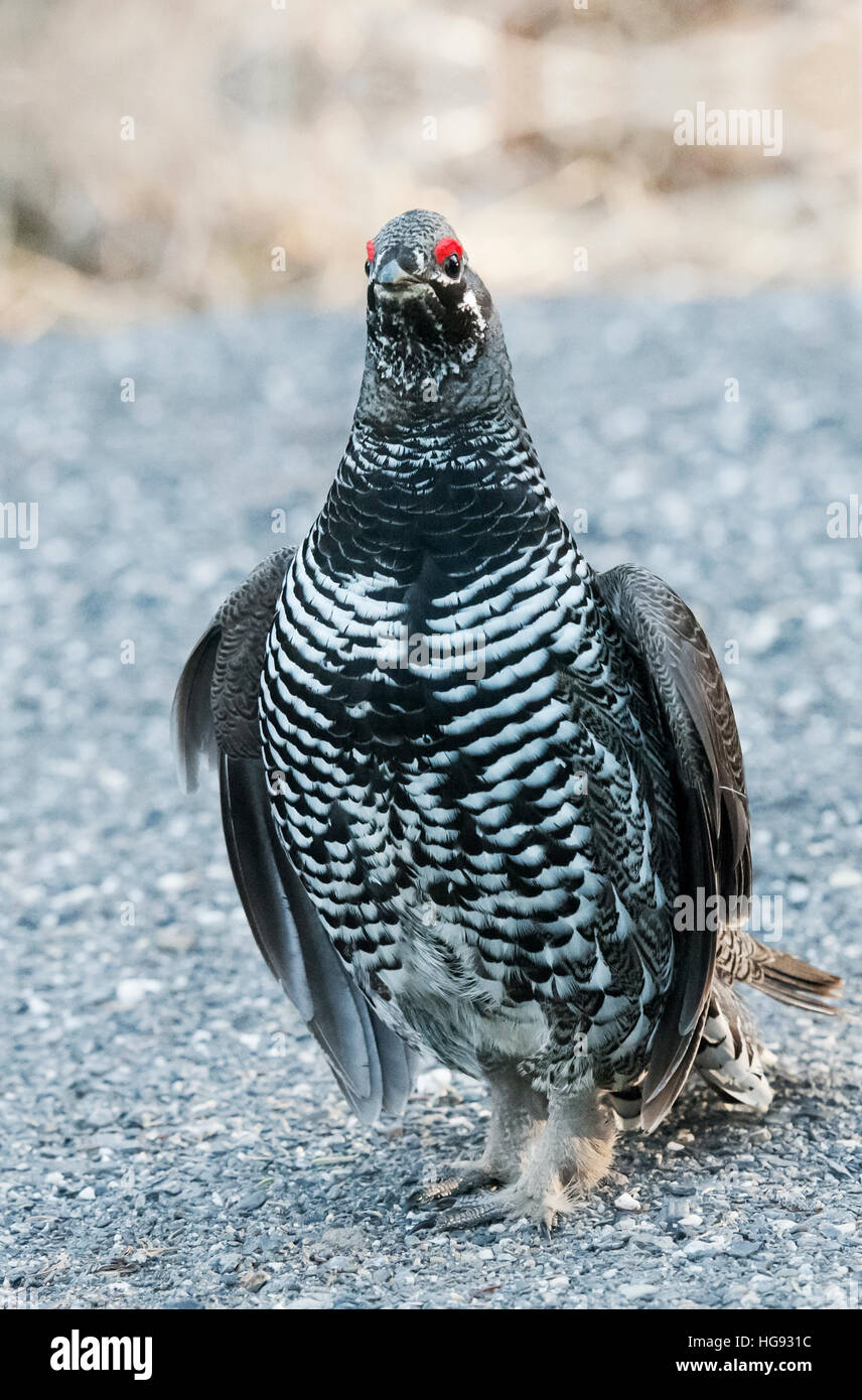 Male Spruce Grouse displaying in Spring Breeding season, Alaska Stock ...