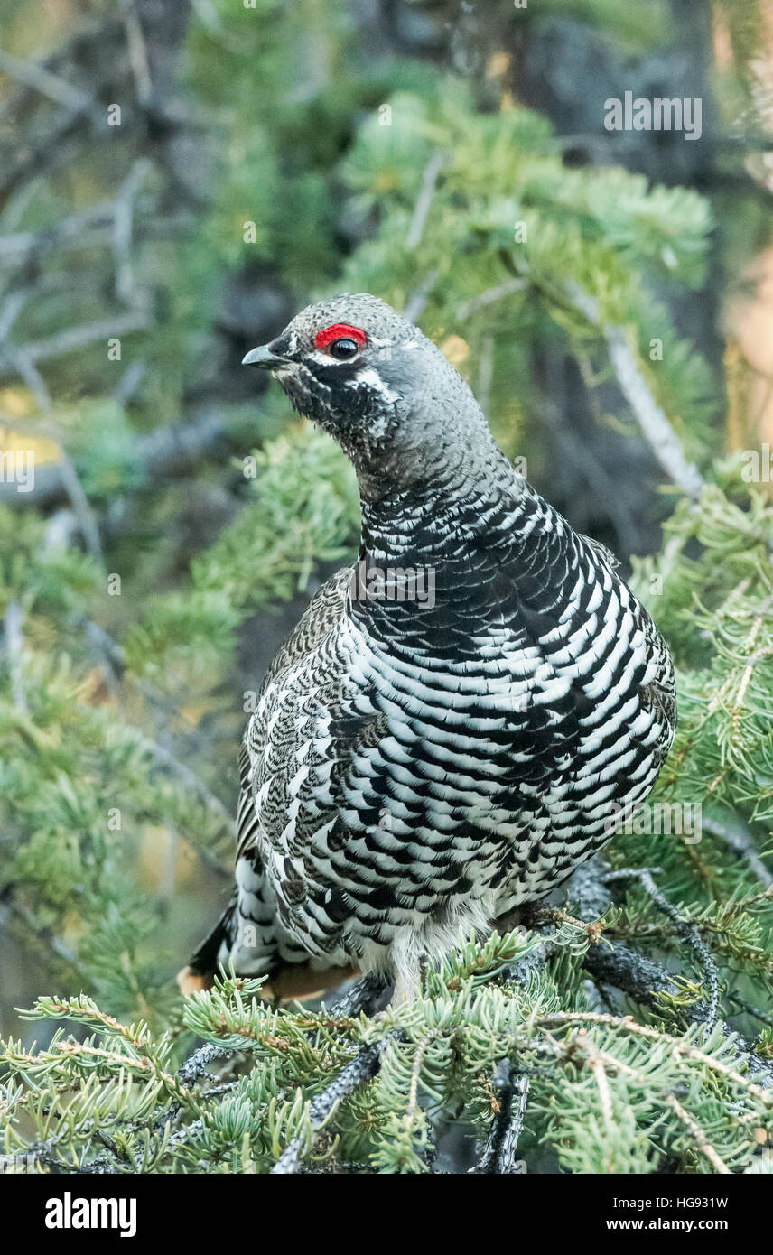 Male Spruce Grouse in Spring on Forest Territory, Alaska Stock Photo ...