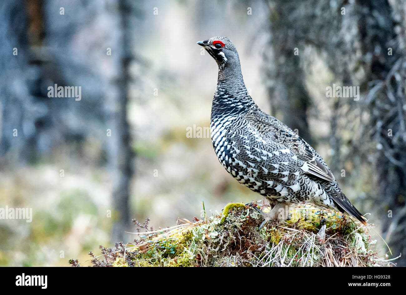 Male Spruce Grouse in Spring on Forest Territory, Alaska Stock Photo ...