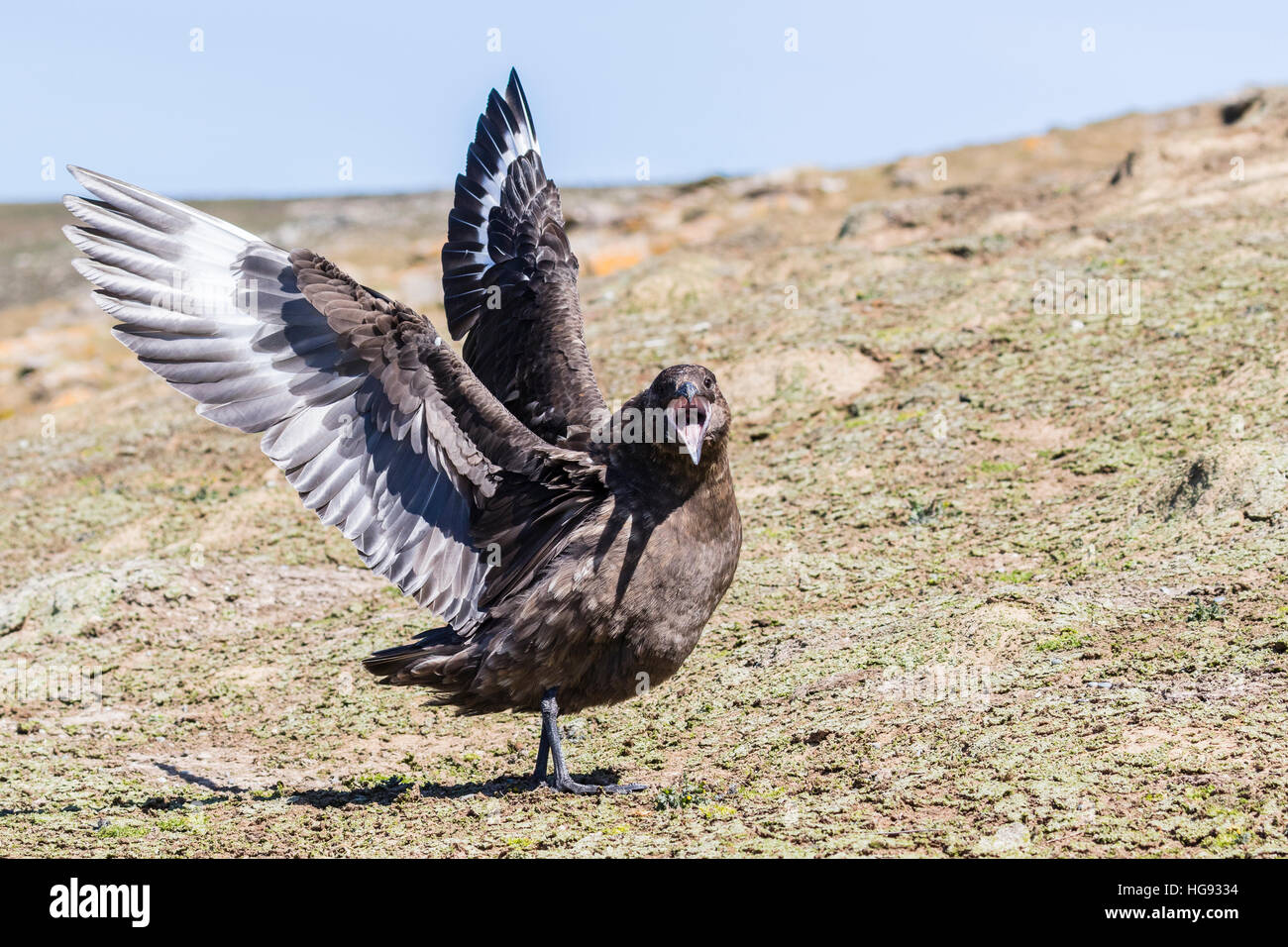 Skua antarctica hi-res stock photography and images - Alamy