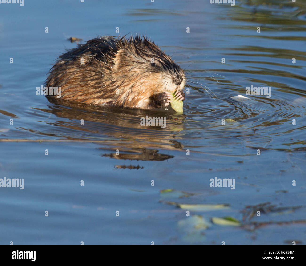 Prairie rat hi-res stock photography and images - Alamy