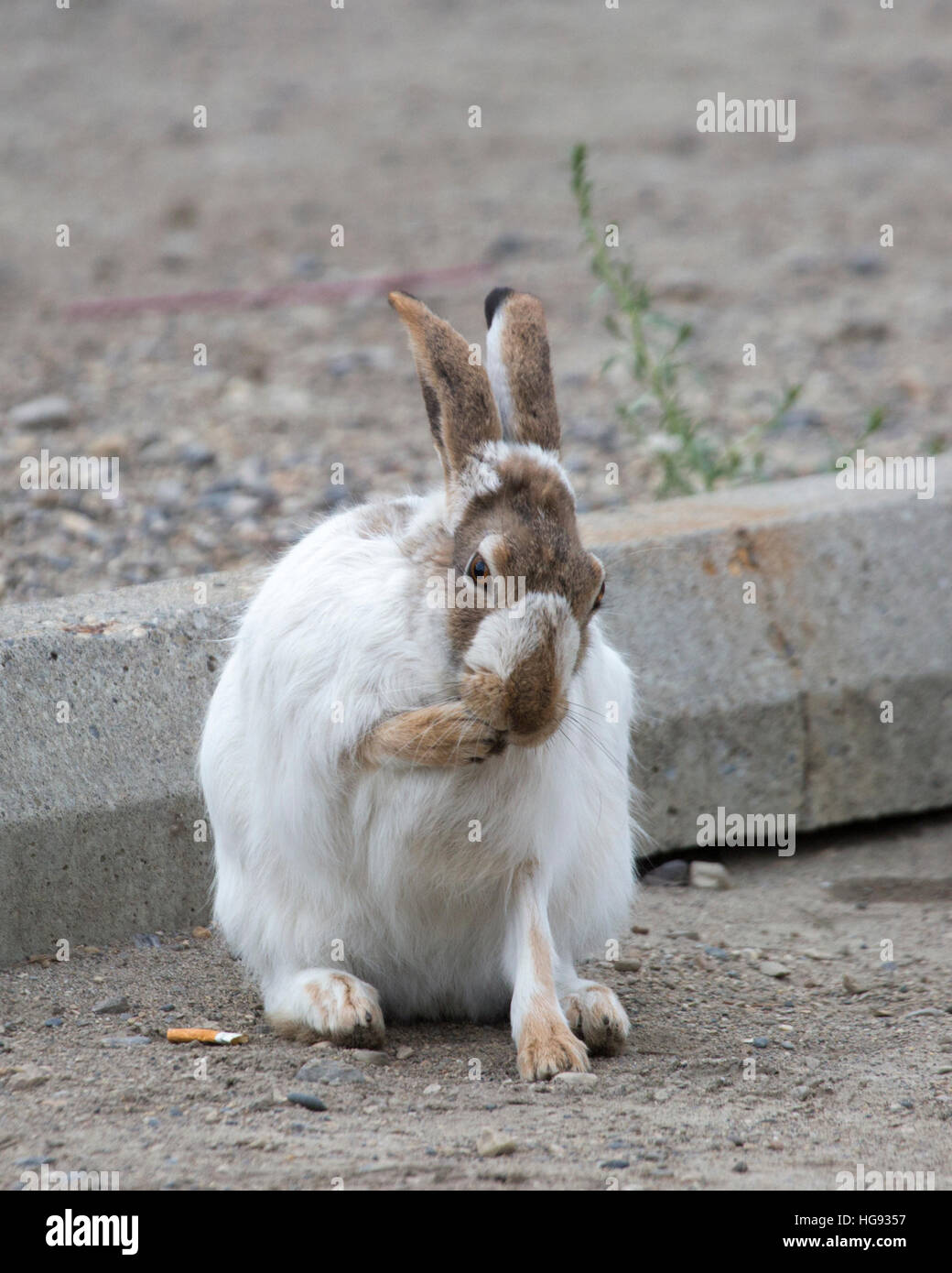 White Tailed Jackrabbits High Resolution Stock Photography and Images ...