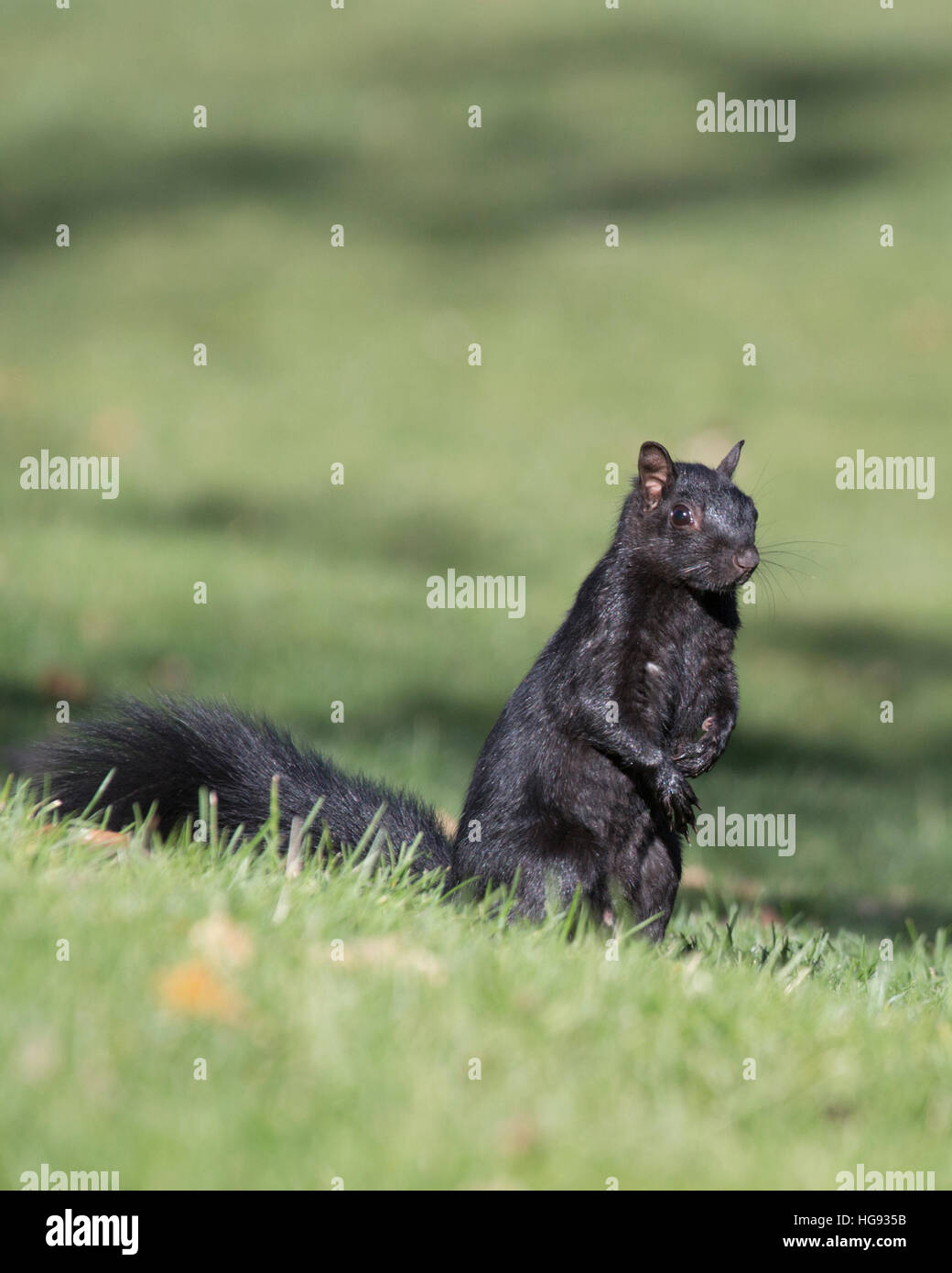 Black Squirrels High Resolution Stock Photography and Images - Alamy