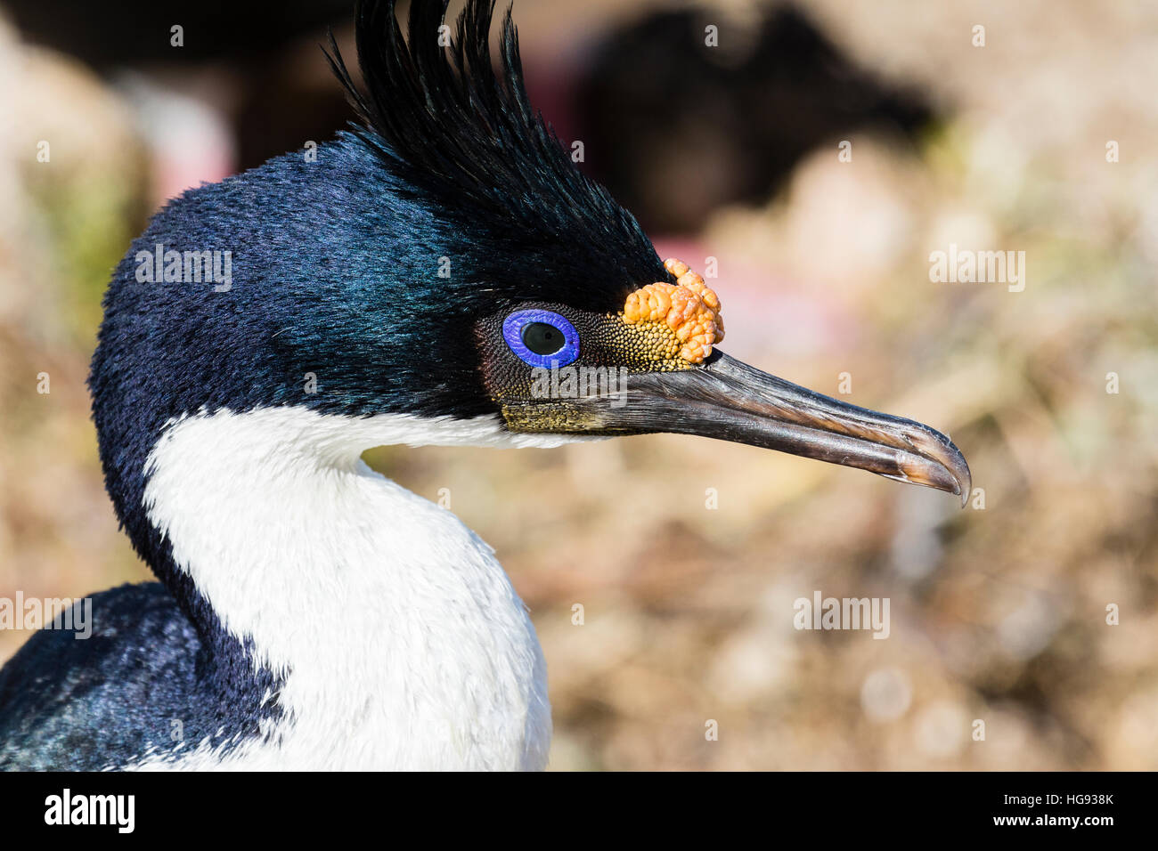 ,Imperial Shag on Carcass Island in the Falklands Stock Photo - Alamy