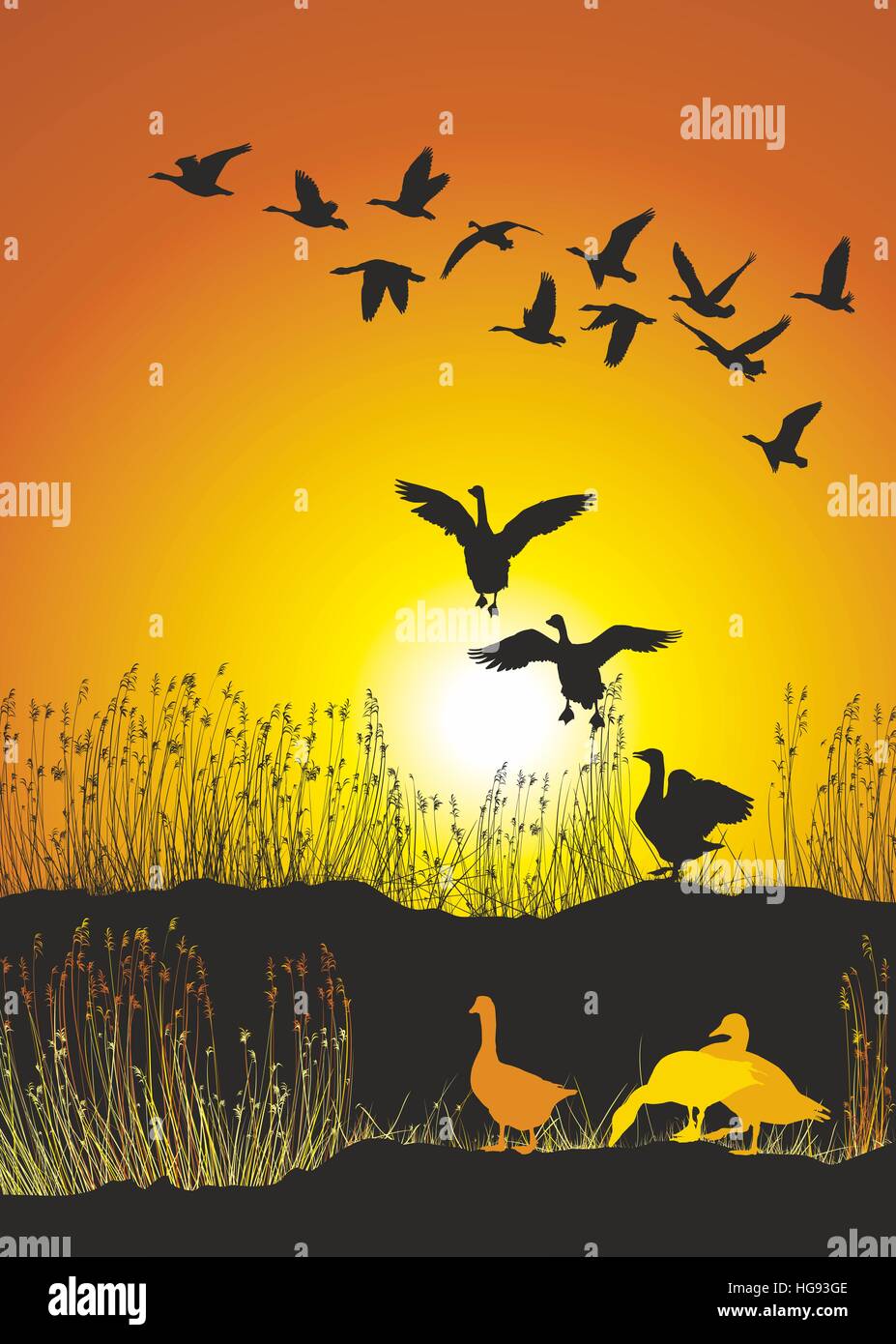 Wild geese at Sunset Stock Photo - Alamy