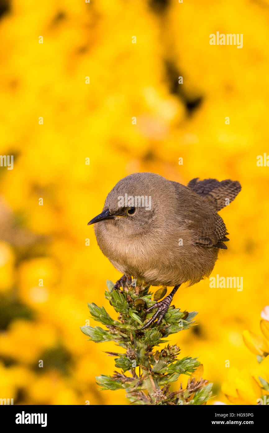 Cobb's wren on Carcass Island in the Falklands Stock Photo - Alamy