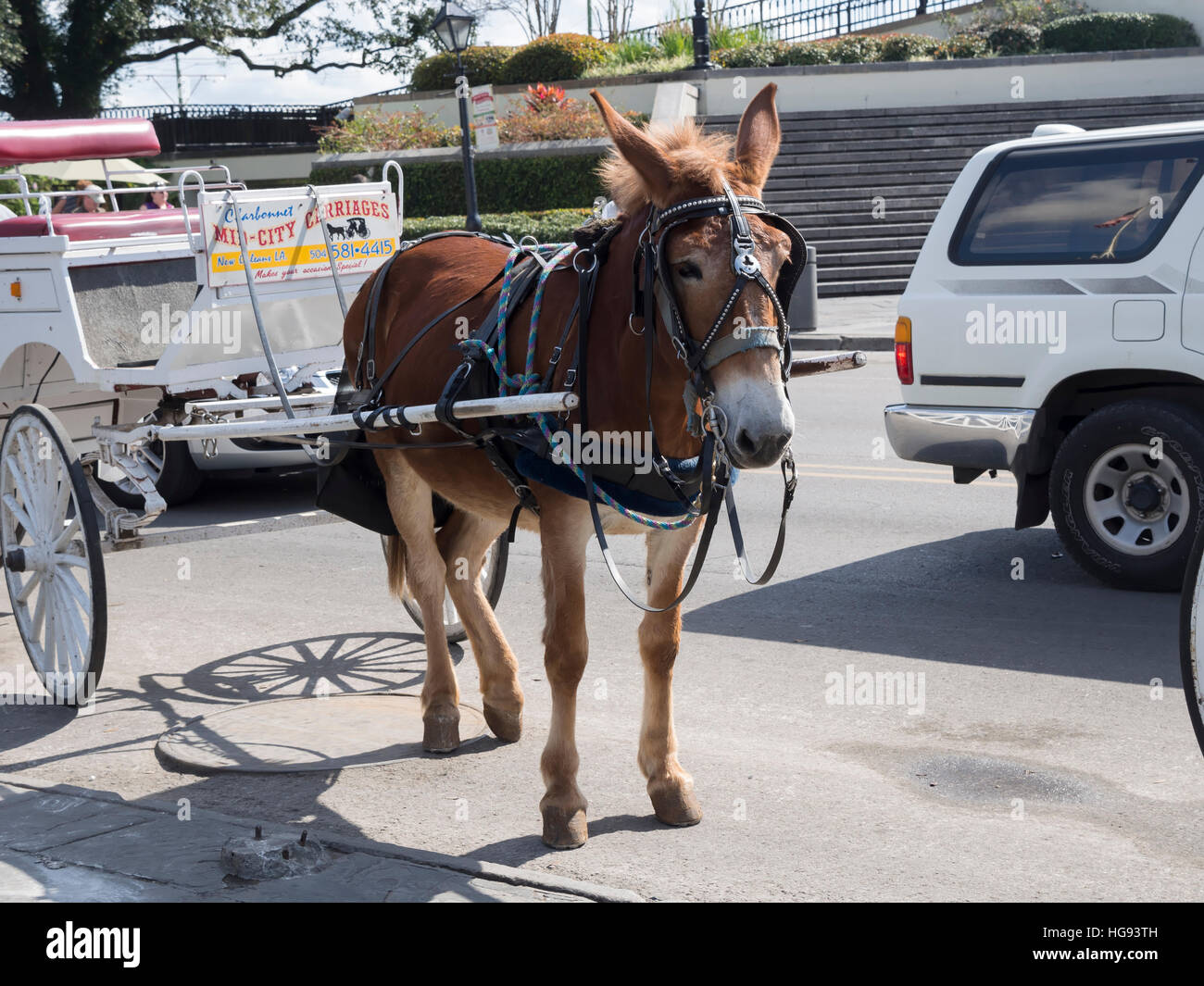 Mule carriage hi-res stock photography and images - Alamy