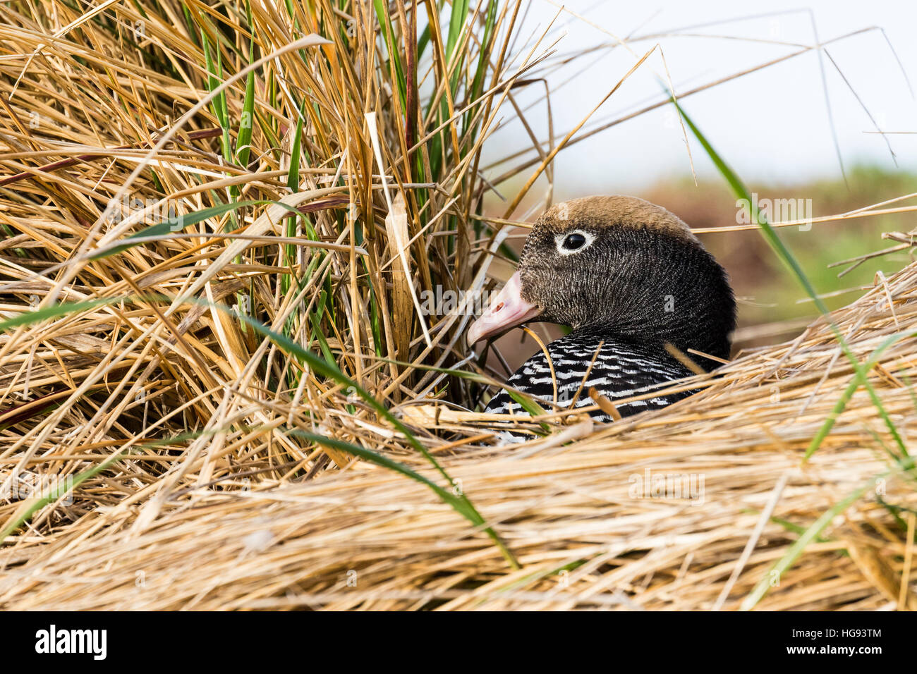 Female kelp goose on Carcass Island in the Falklands Stock Photo - Alamy