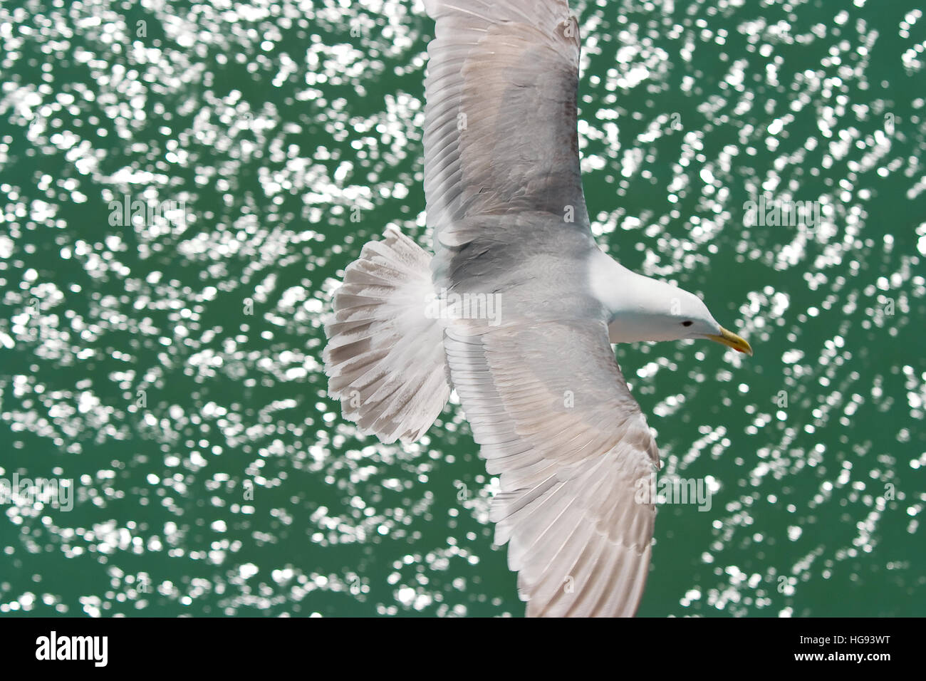 Seagull photographed from above, with wings spread, flying over green ...
