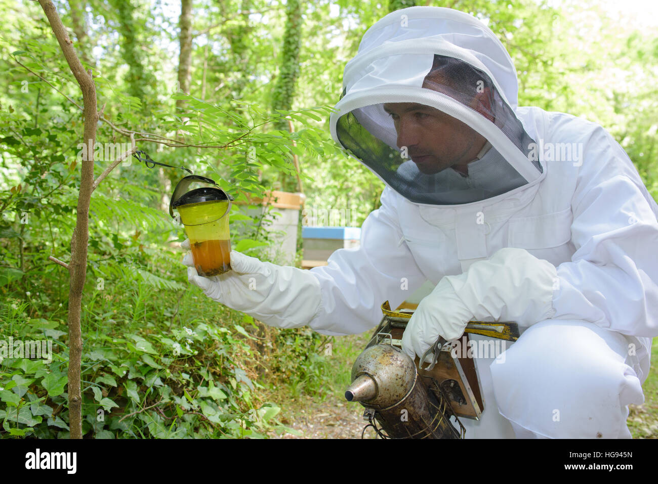 beekeeper at work Stock Photo - Alamy