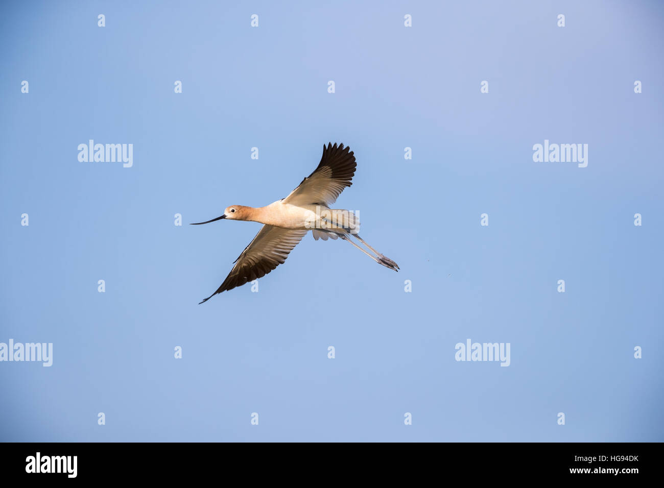 Adult American Avocet in breeding plumage flying by - Recurvirostra ...