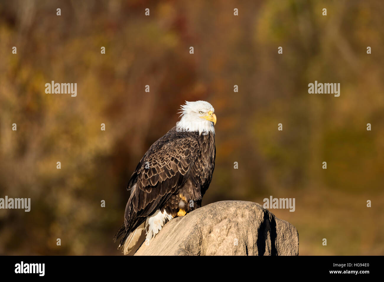 Bald eagle perched hi-res stock photography and images - Alamy