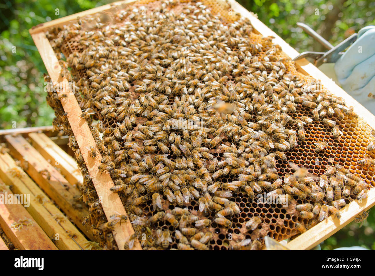 Bees on a frame from beehive Stock Photo - Alamy