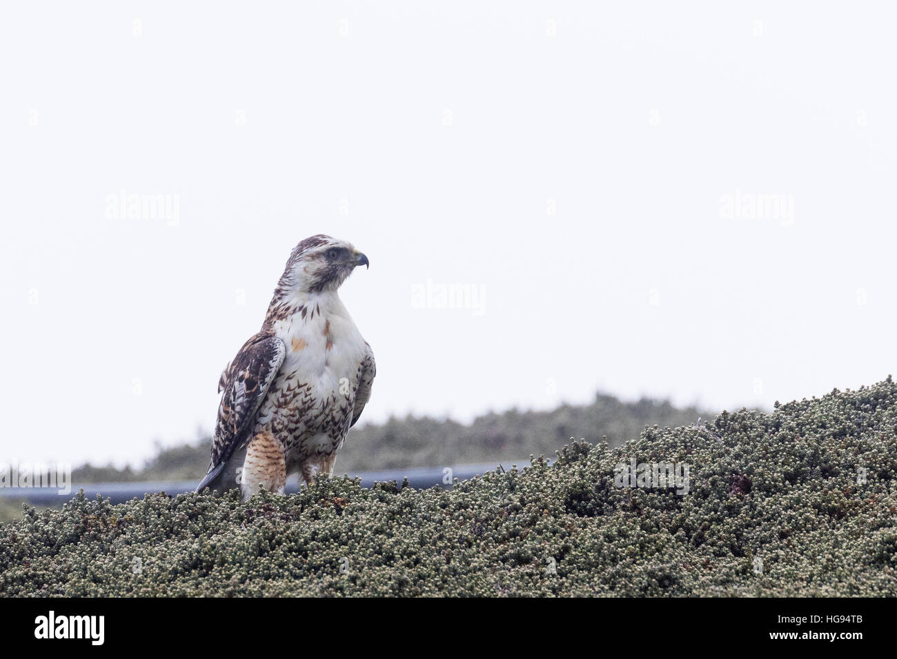 Variable Hawk High Resolution Stock Photography and Images - Alamy