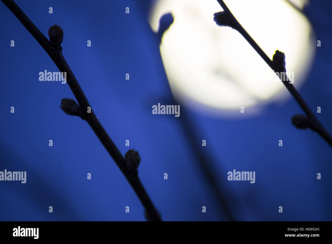 Light shining through tree hi-res stock photography and images - Alamy