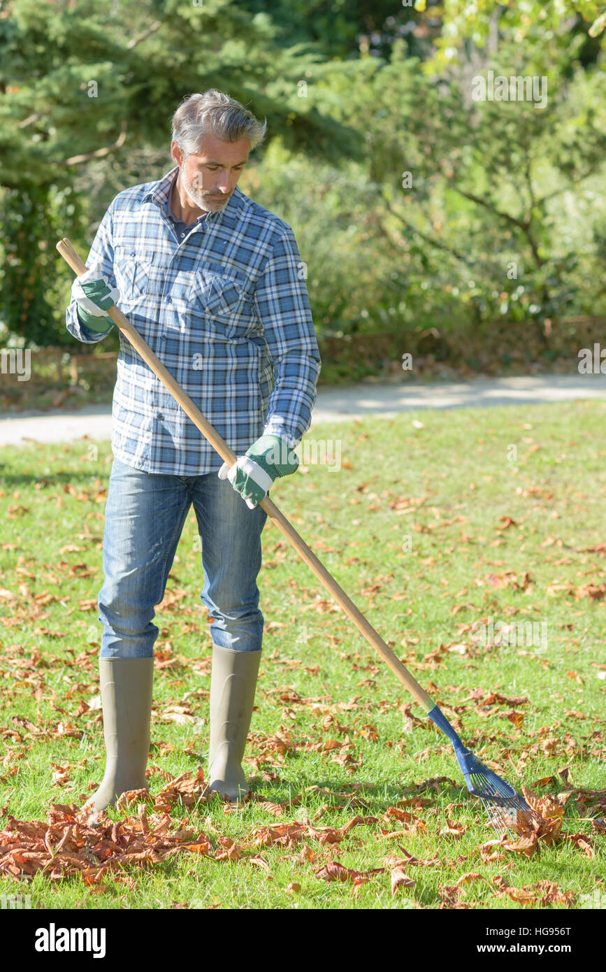 raking the leaves Stock Photo - Alamy