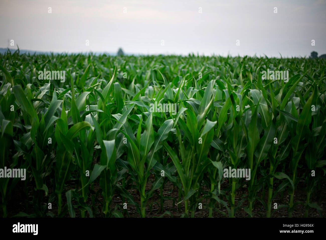 Midwest USA corn field farm Stock Photo - Alamy