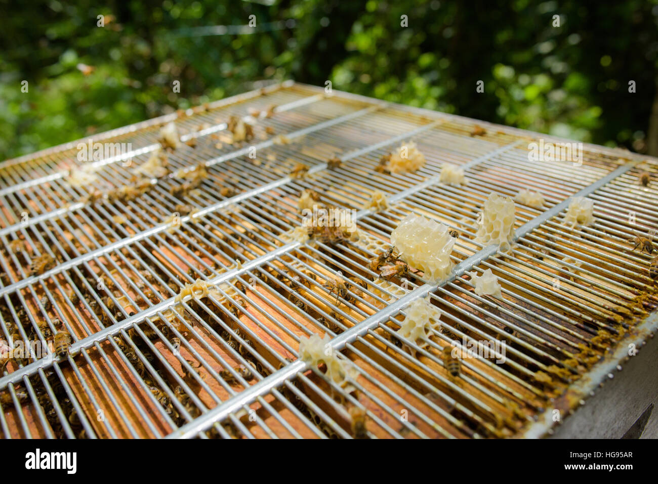 bee grille frame Stock Photo - Alamy