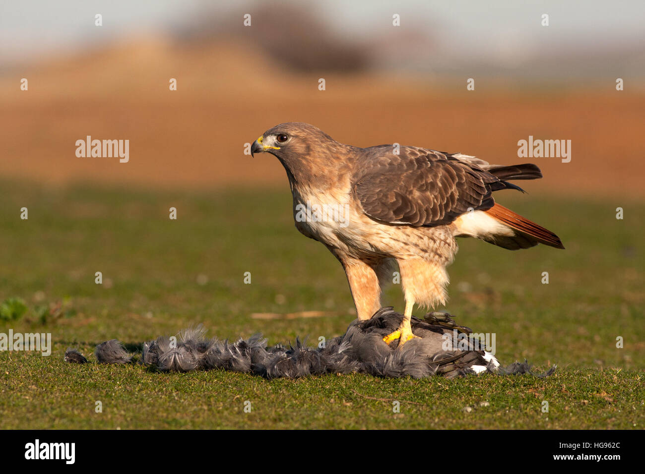 Red Tailed Hawk on Prey Stock Photo - Alamy