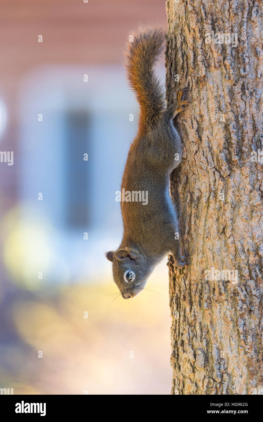 Fiery orange Springtime Red squirrel, full length on a tree. Quick ...