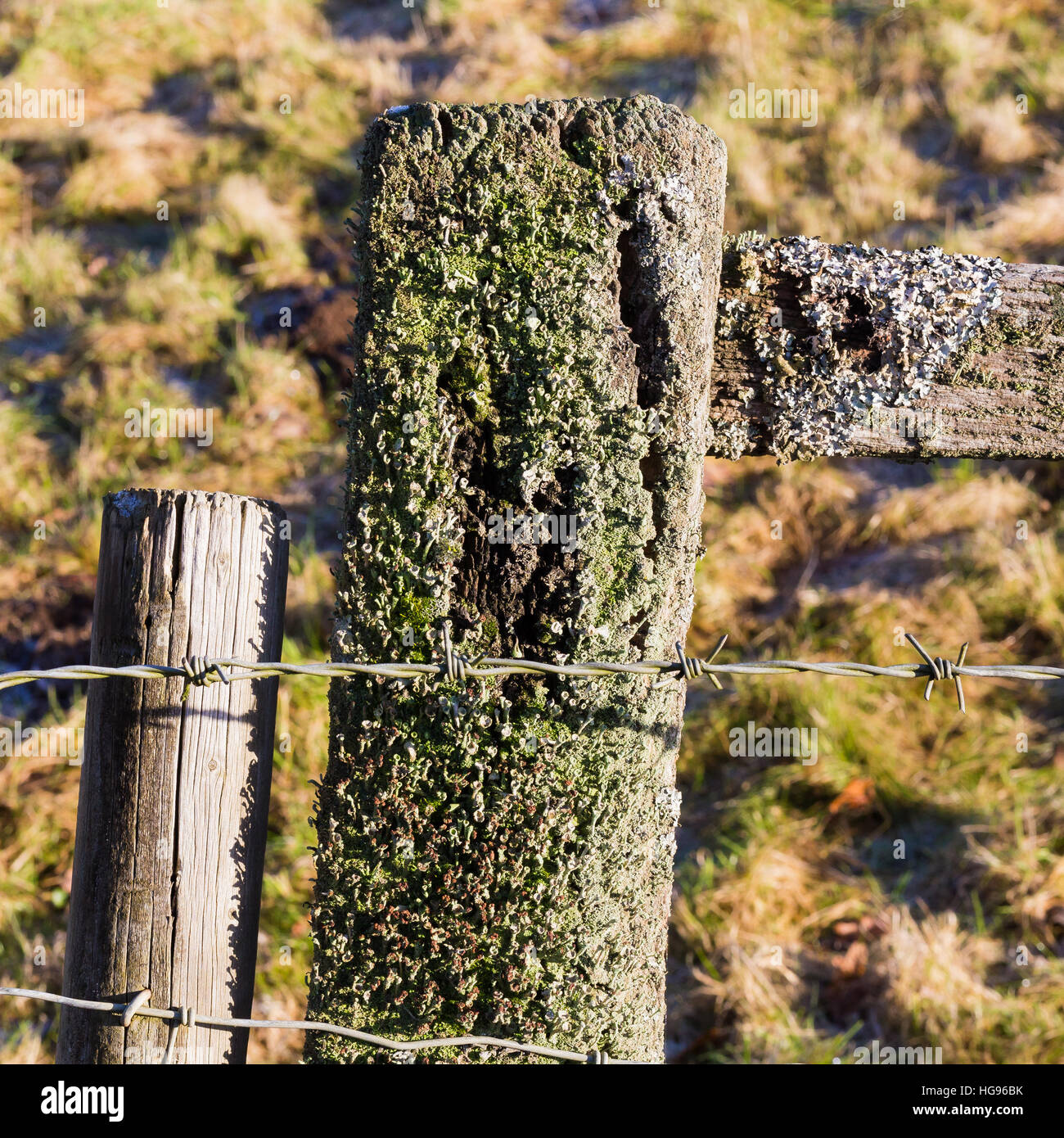 Weathered old wooden fence post with barbed wire hi-res stock ...